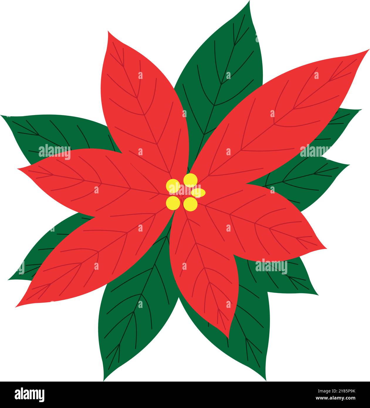A simple poinsettia illustration, vector Stock Vector Image & Art - Alamy