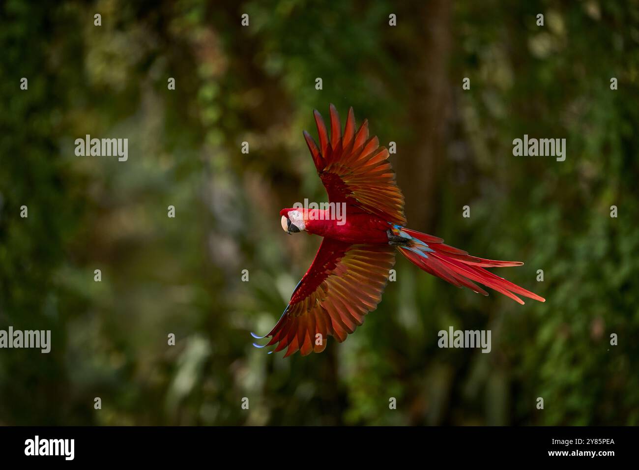 Scarlet Macaw, Ara macao, in tropical forest, Colombia. Wildlife scene ...
