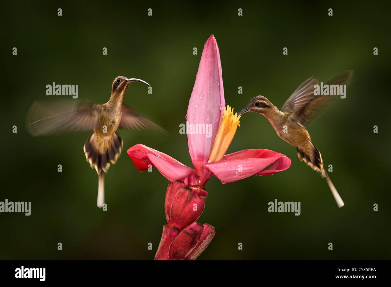 Long-billed Hermit, Phaethornis longirostris, bird in the forest ...