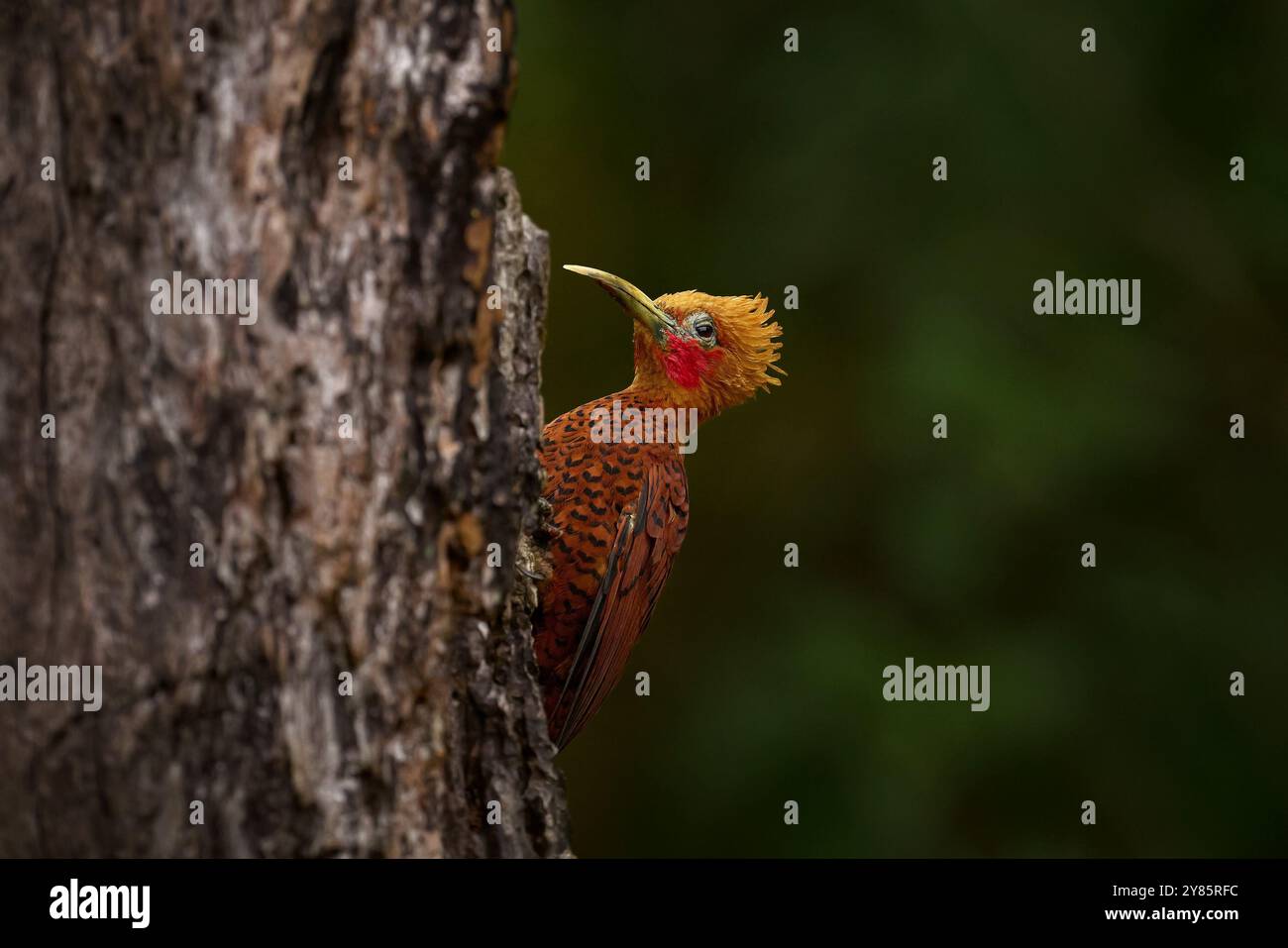 Beautiful brown bird form tropical mountain forest. Chestnut-coloured ...