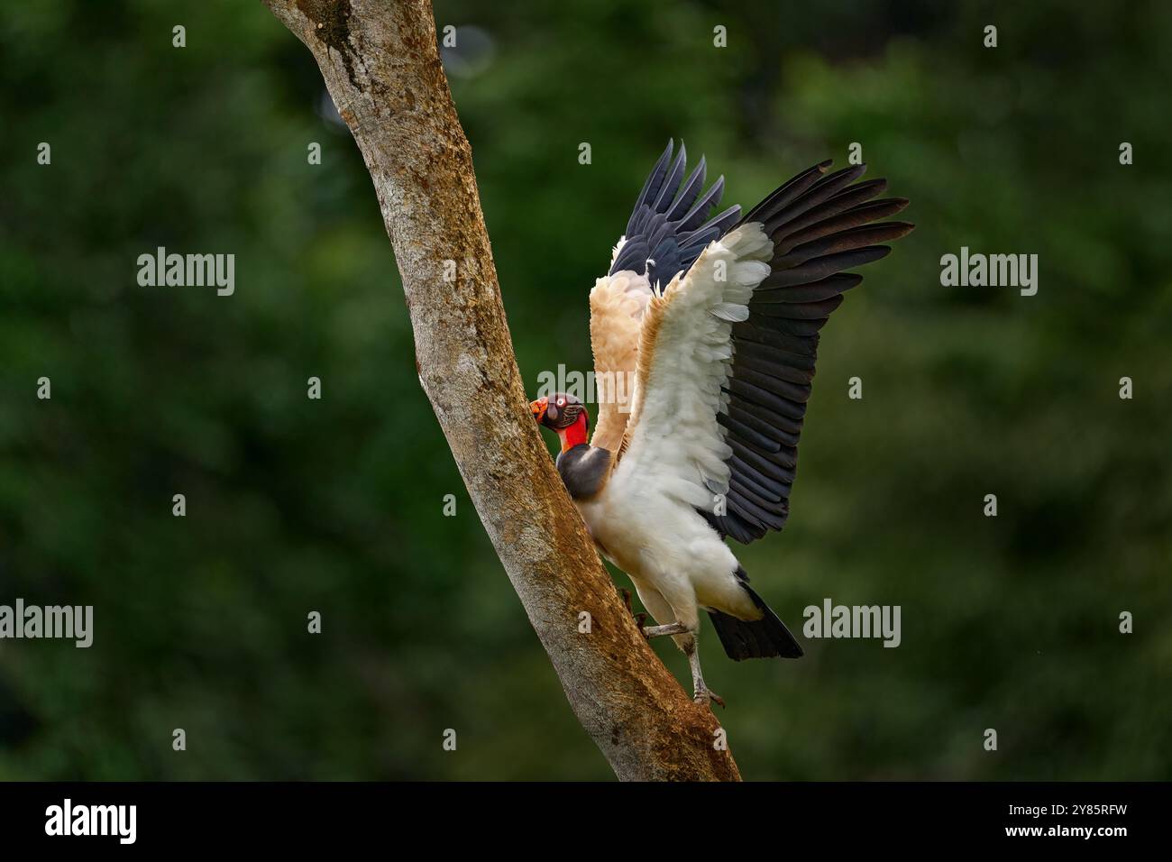 Shake dust of plumage feather. King vulture, Sarcoramphus papa, large ...