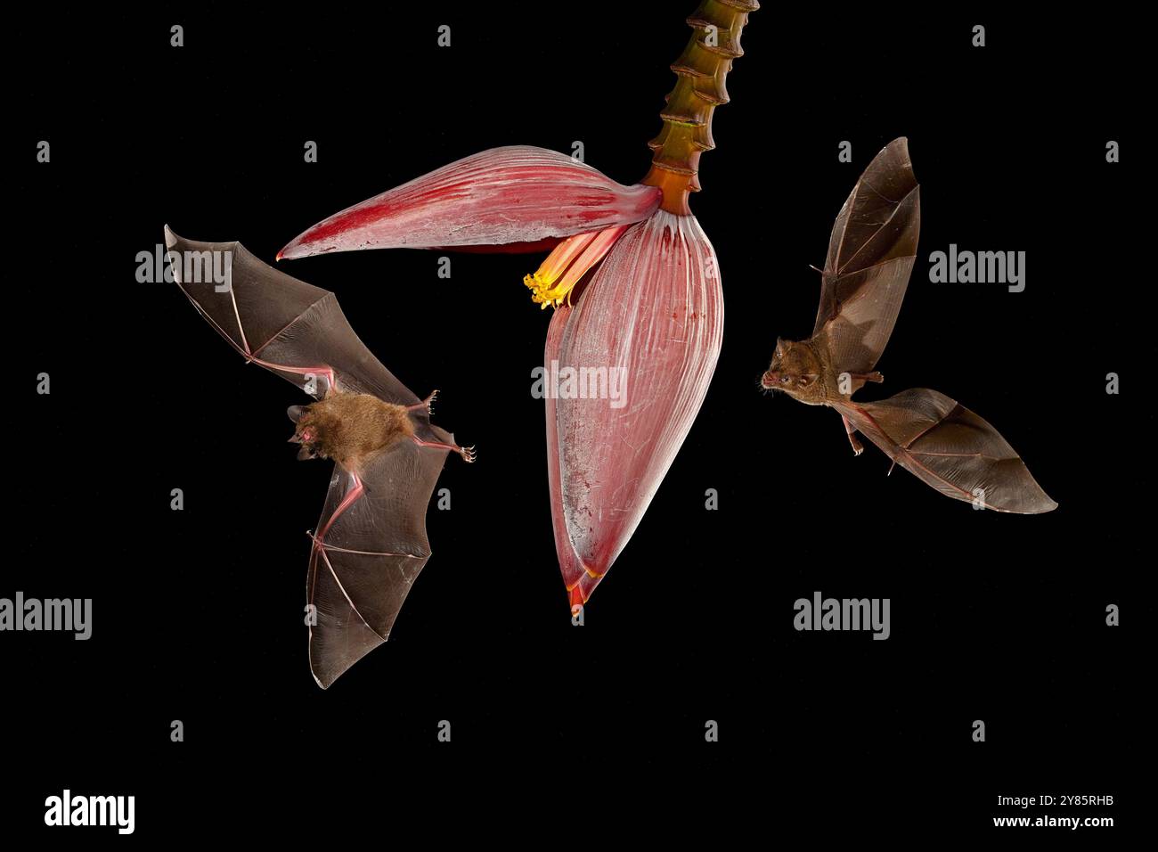 Night wildlife. Costa Rica night nature. Orange nectar bat ...