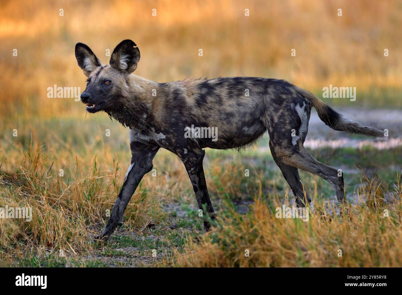 African wild dog, Lycaon pictus, detail portrait open muzzle, Mana ...