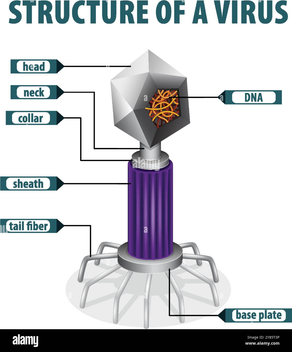Structure bacteriophage hi-res stock photography and images - Alamy