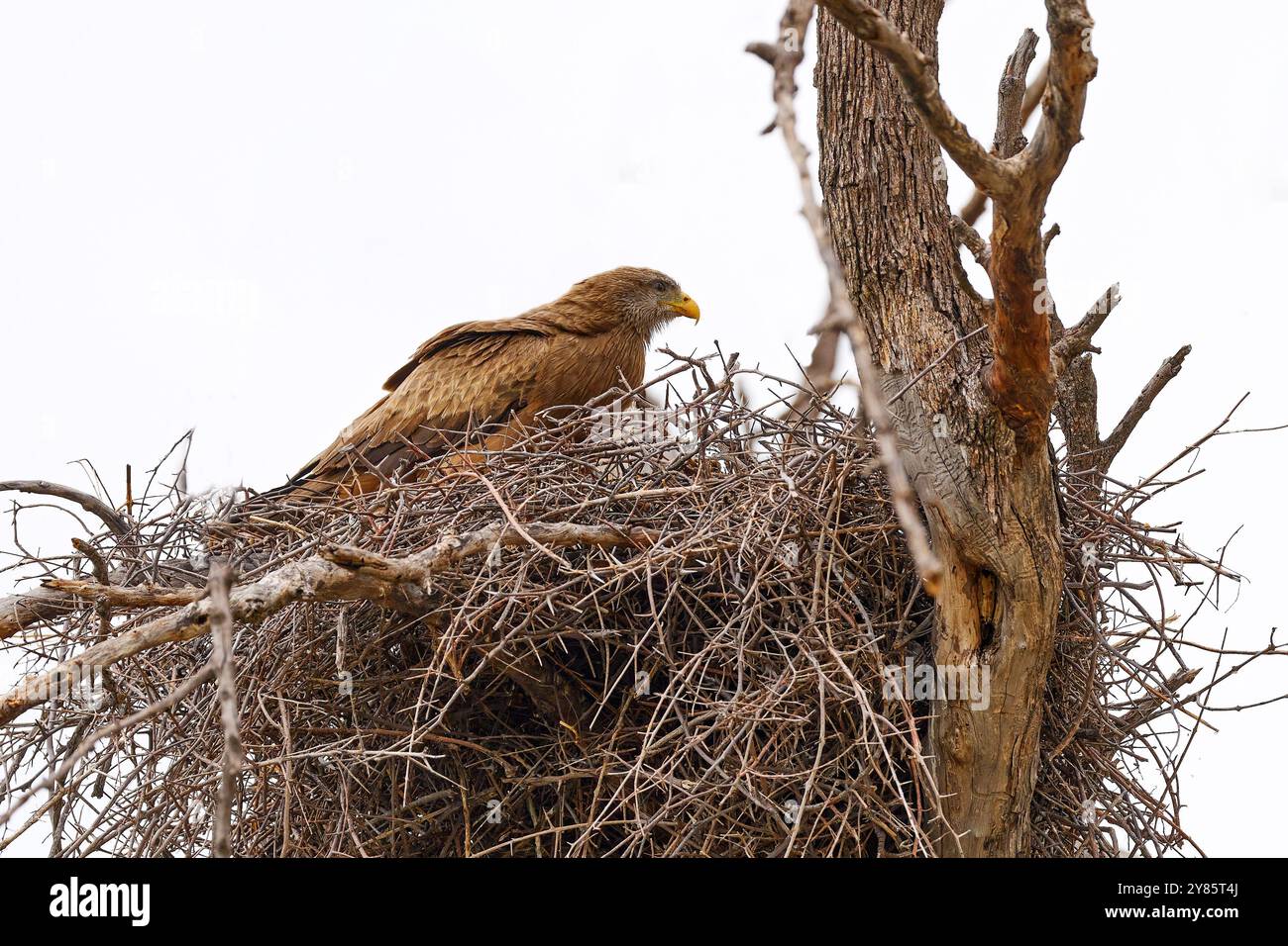 Yellow-billed, Milvus migrans ssp. parasitus, bird of prey in the nest ...