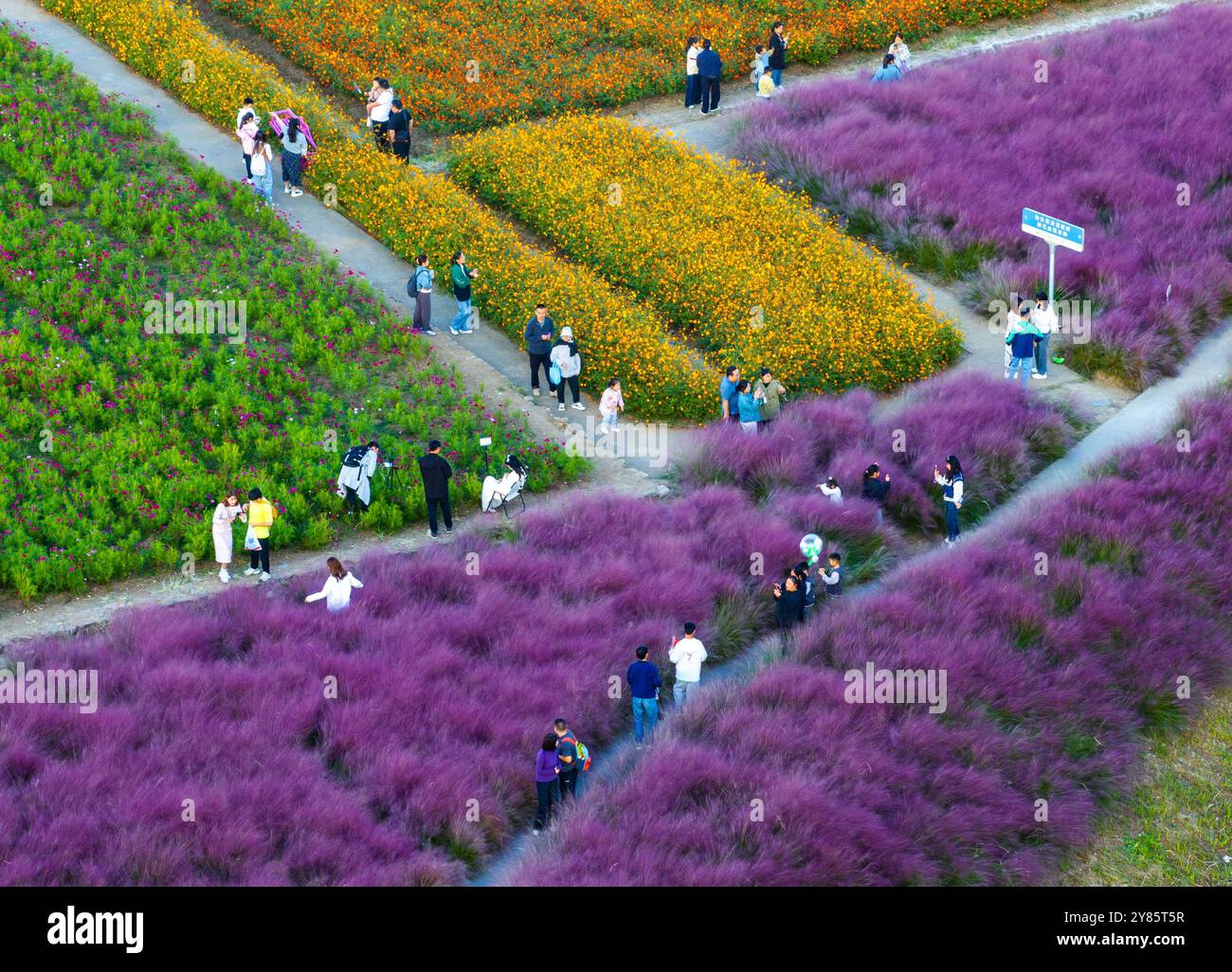 Suqian, China. 03rd Oct, 2024. Tourists visit a field of flowers in ...
