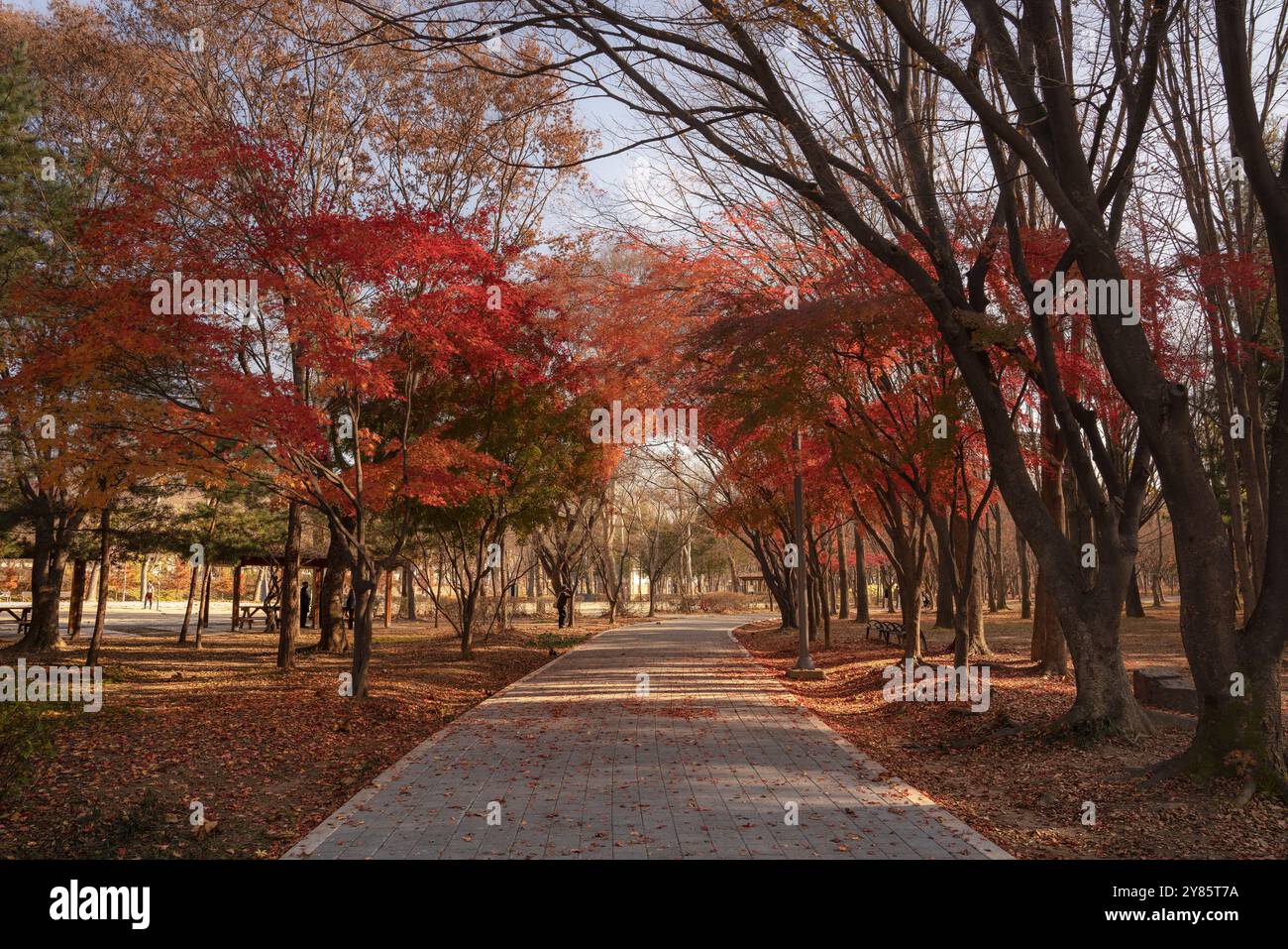 Red autumn trees yangjae forest hi-res stock photography and images - Alamy