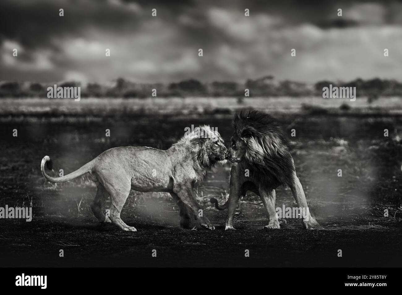 Africa, black and white art photo. African lion, male fight, old and ...