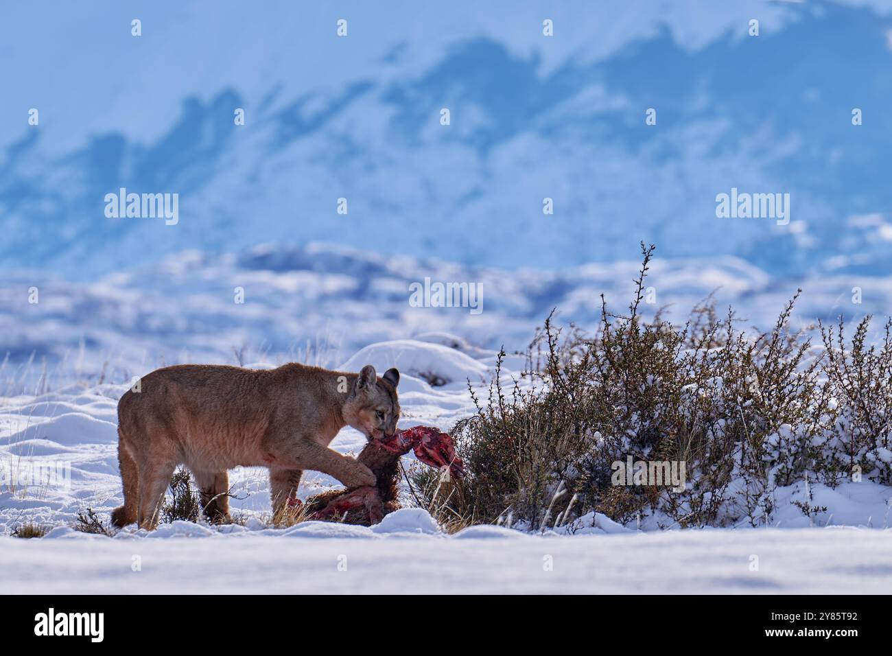 Patagonia winter wildlife. Mounatin lion in snow. Puma in the nature ...