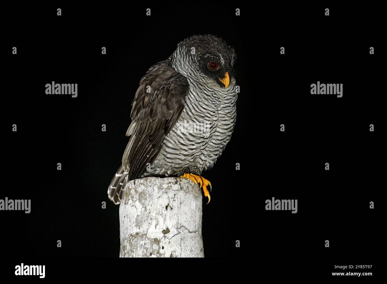 Wild owl in Boca Tapada in Costa Rica. Wildlife in the Central America ...