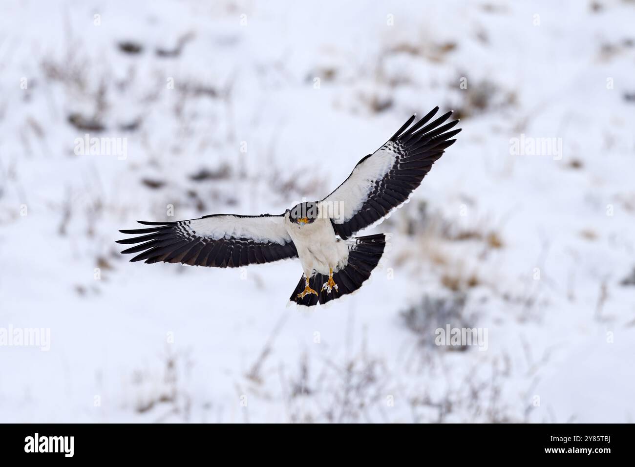 White-throated caracara, Phalcoboenus albogularis, hawk bird in the ...