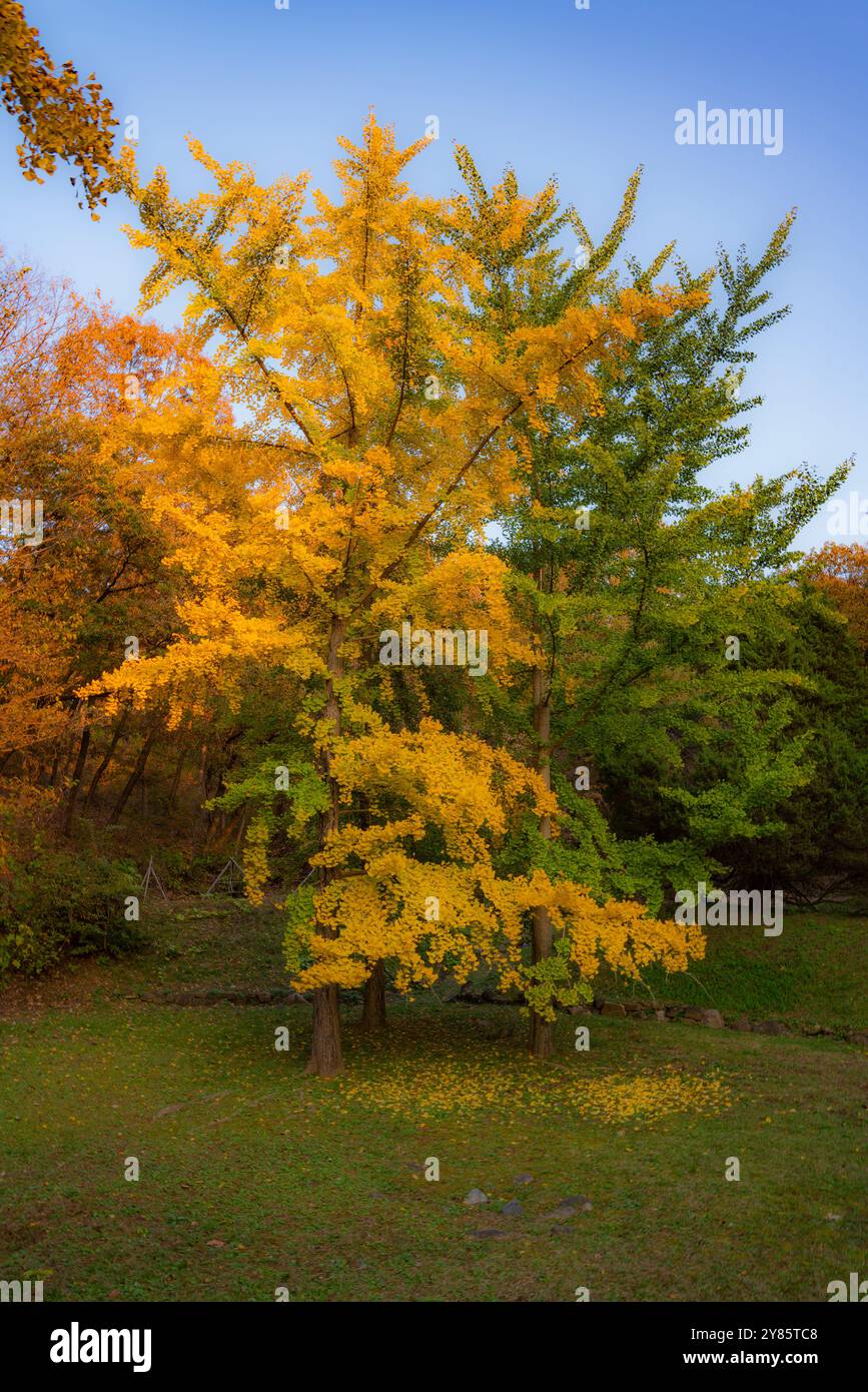 A vibrant ginkgo tree in full autumn colors, with golden leaves ...