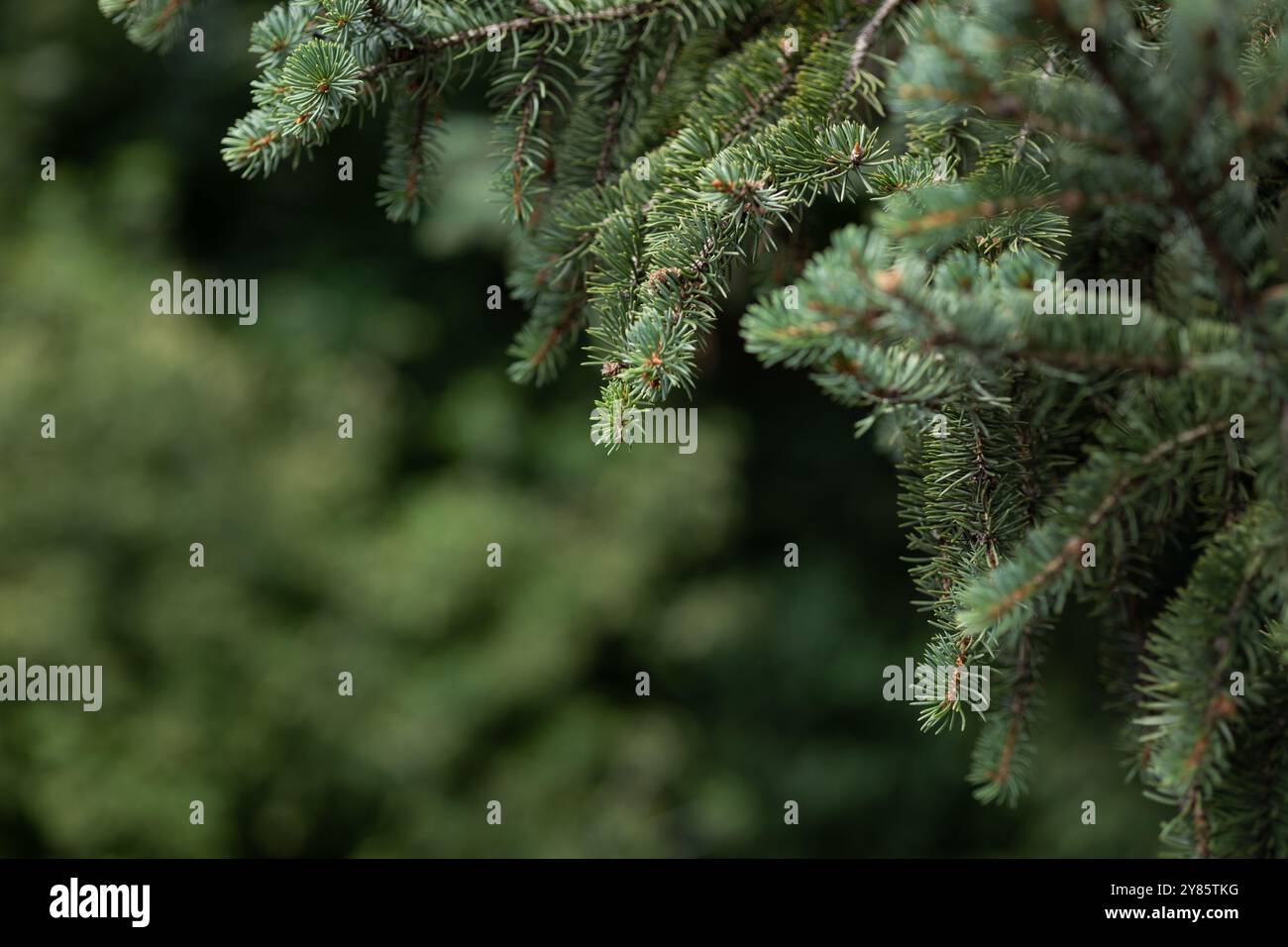 Close-up view of evergreen tree branches in natural green surroundings ...