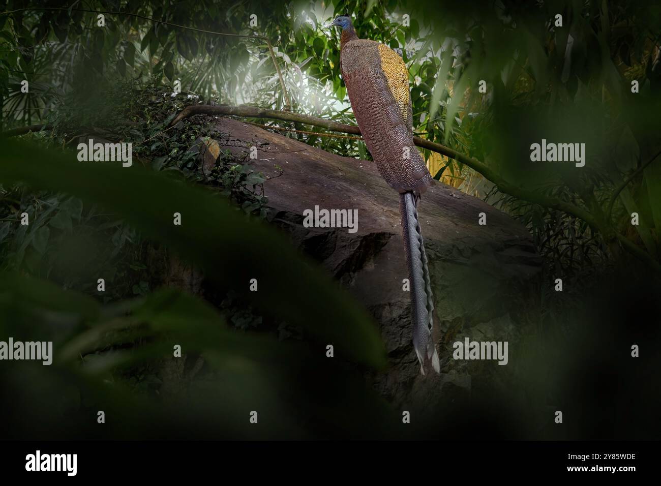 Great argus, Argusianus argus, big bird with long taill in the forest ...