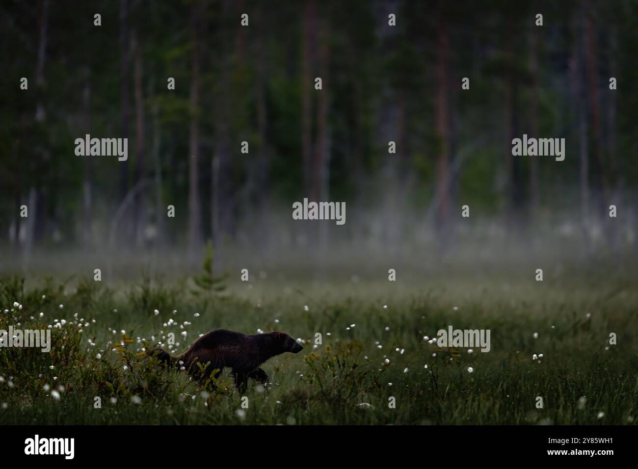 Fog morning with wolverine. Finland wildlife. Wolverine in summer ...