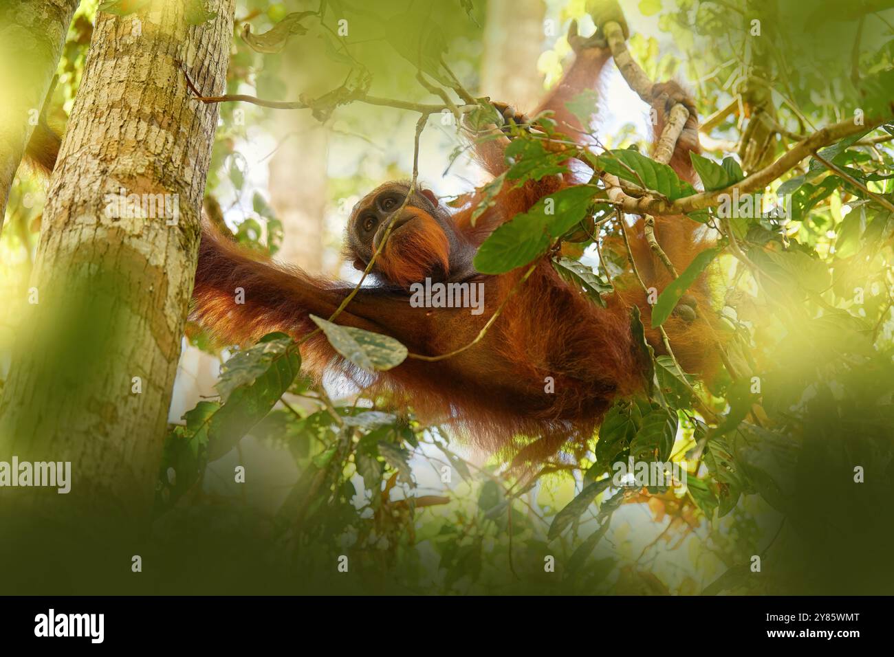 Bornean orangutan, Pongo pygmaeus, great ape animal in the tropic ...