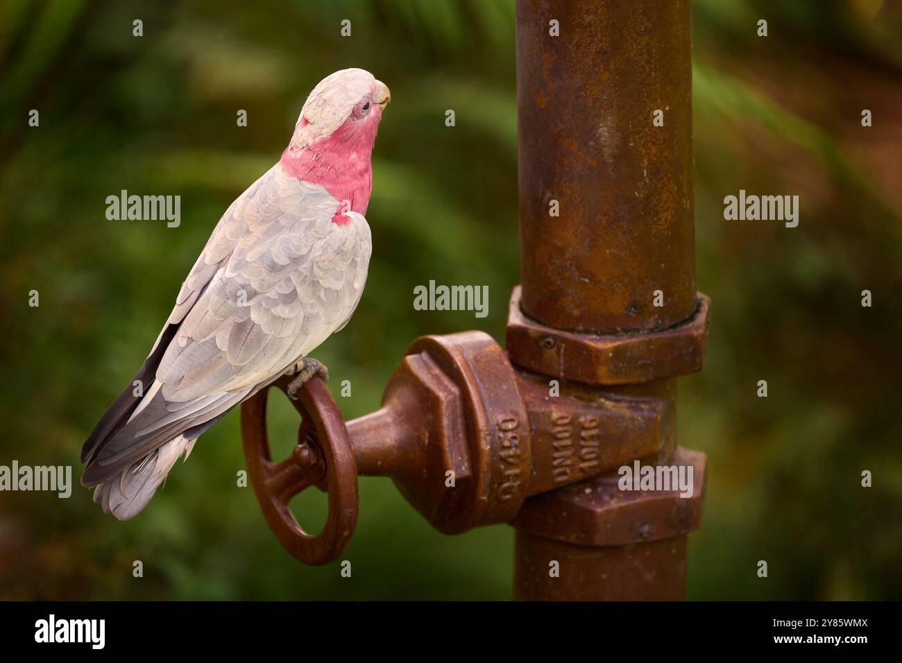 galah grey cockatoo, Eolophus roseicapilla, big pink parrot on the ...