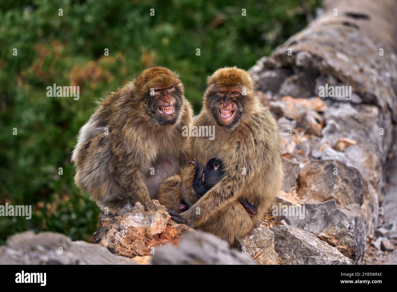 Barbary macaque family hi-res stock photography and images - Alamy