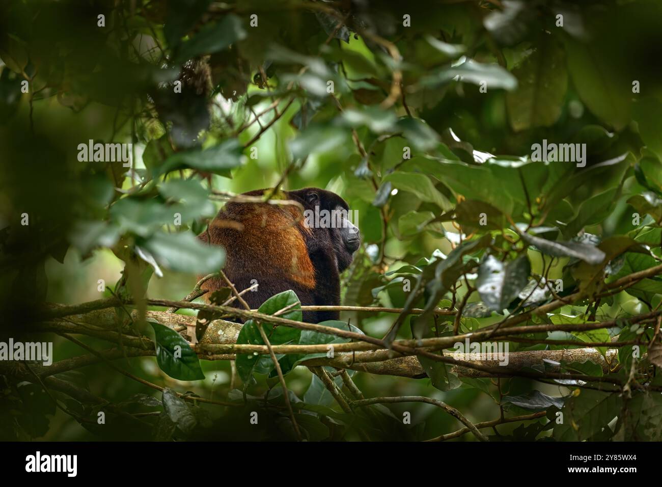 Nature in Costa Rica, monkey. Black monkey Mantled Howler Monkey ...