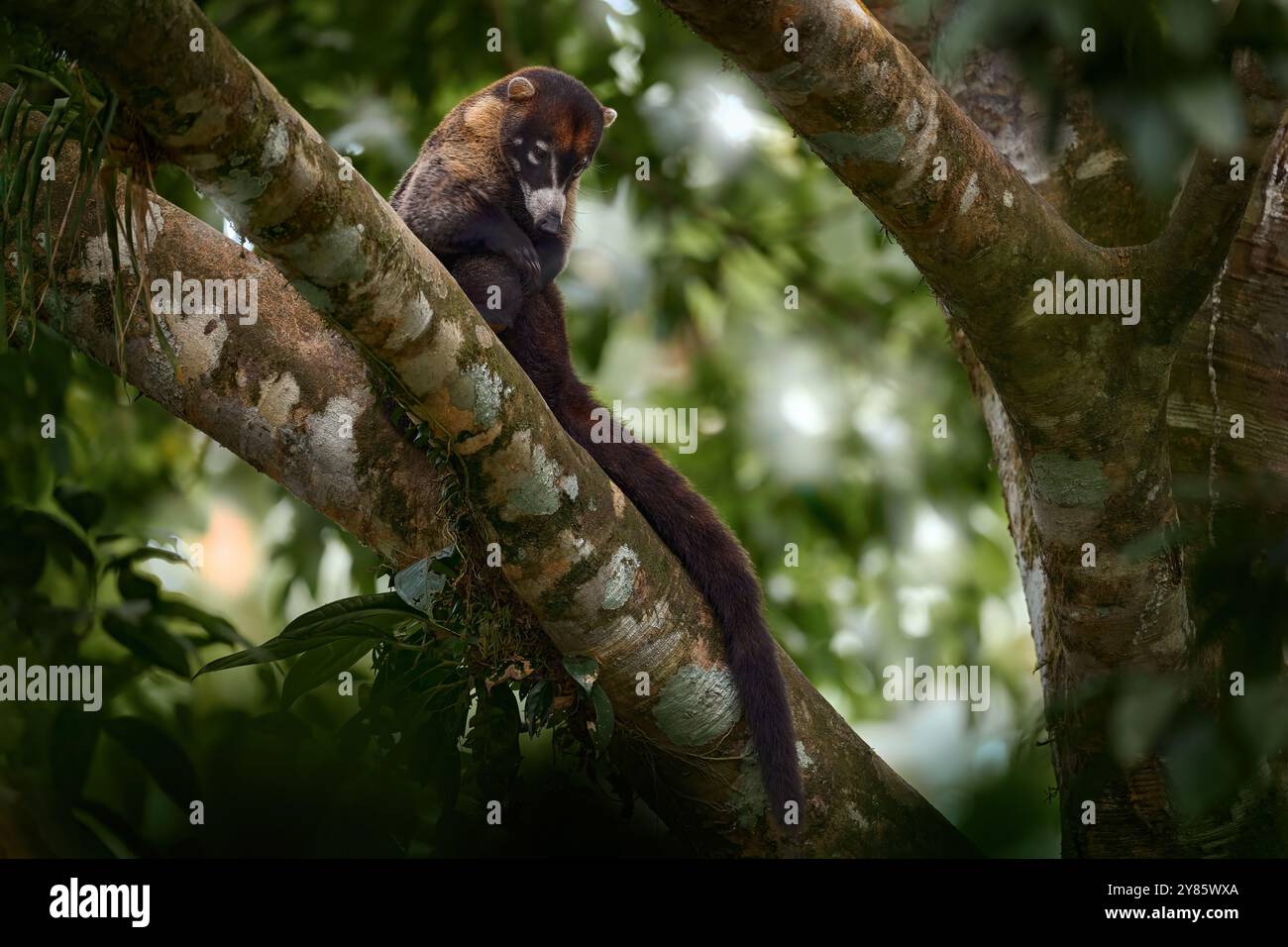 Coati in the habitat. White-nosed Coati, Nasua narica, in the nature ...