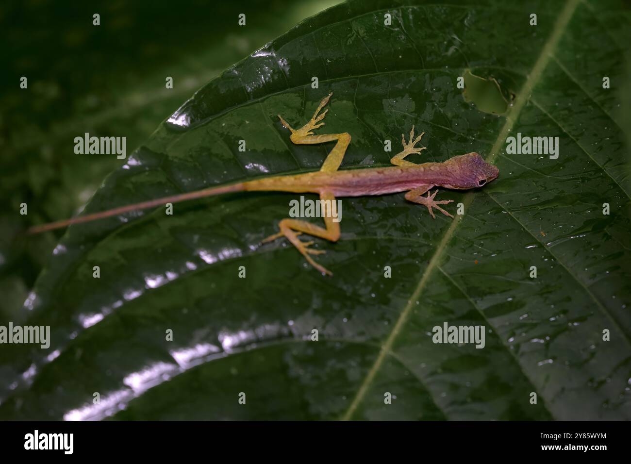 Anolis limifrons, slender anole in the green leaf. Smal lizard in the ...