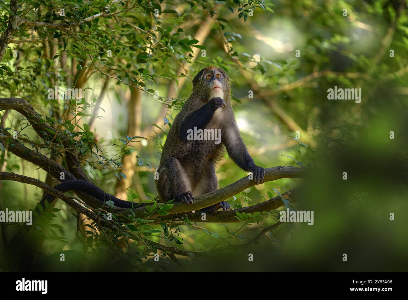 De Brazza's monkey, Cercopithecus neglectus, sitting on tree branch in ...