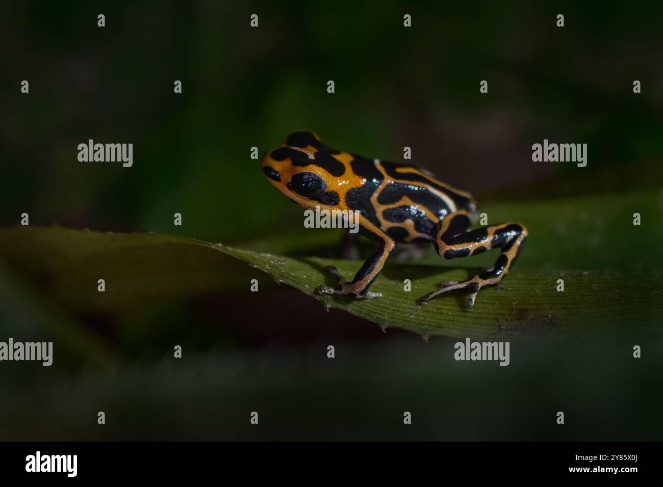 Summers poison frog hi-res stock photography and images - Alamy