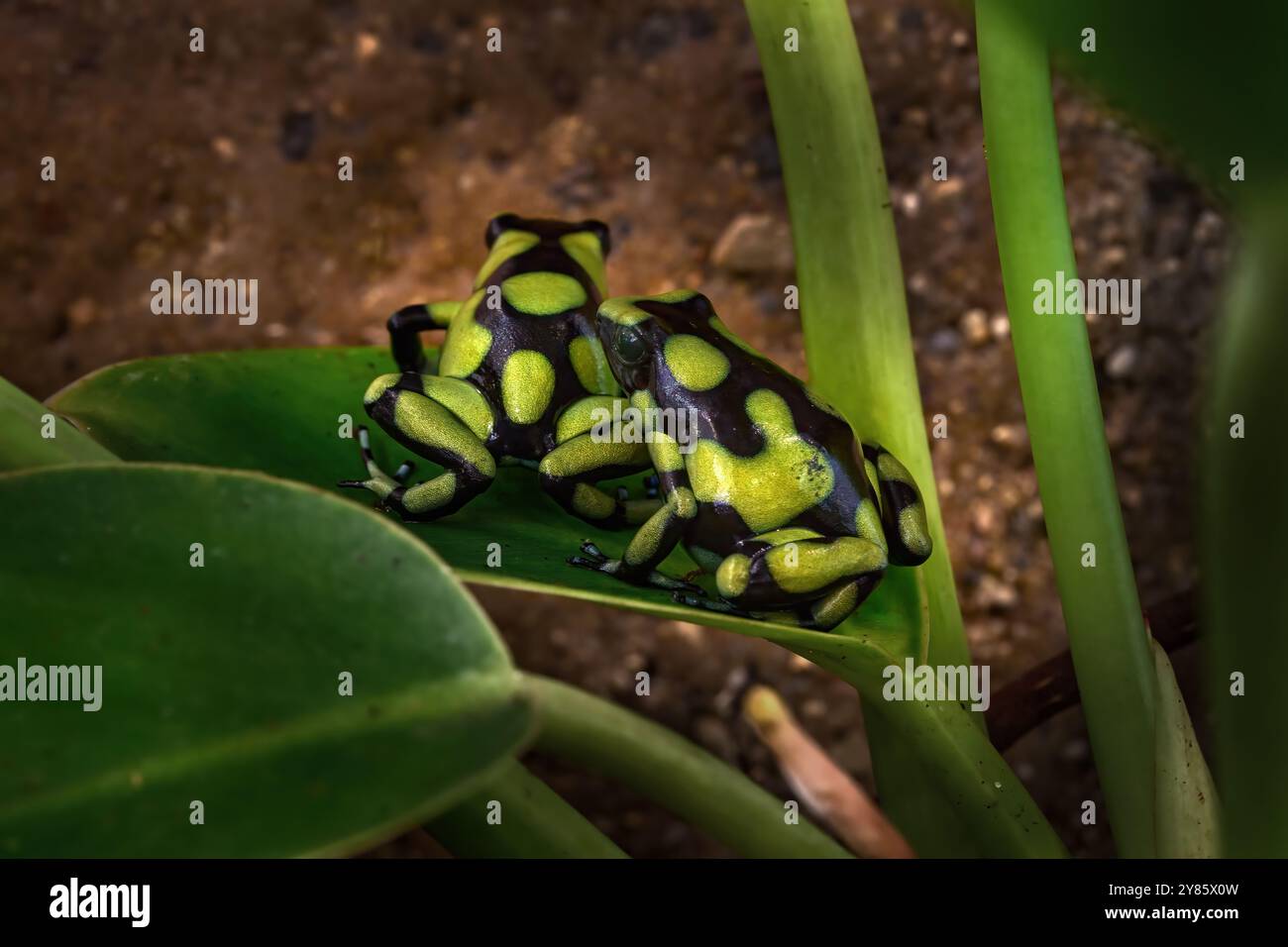 Dendrobates auratus f. Capurgana, poison frog from rainforest near the ...