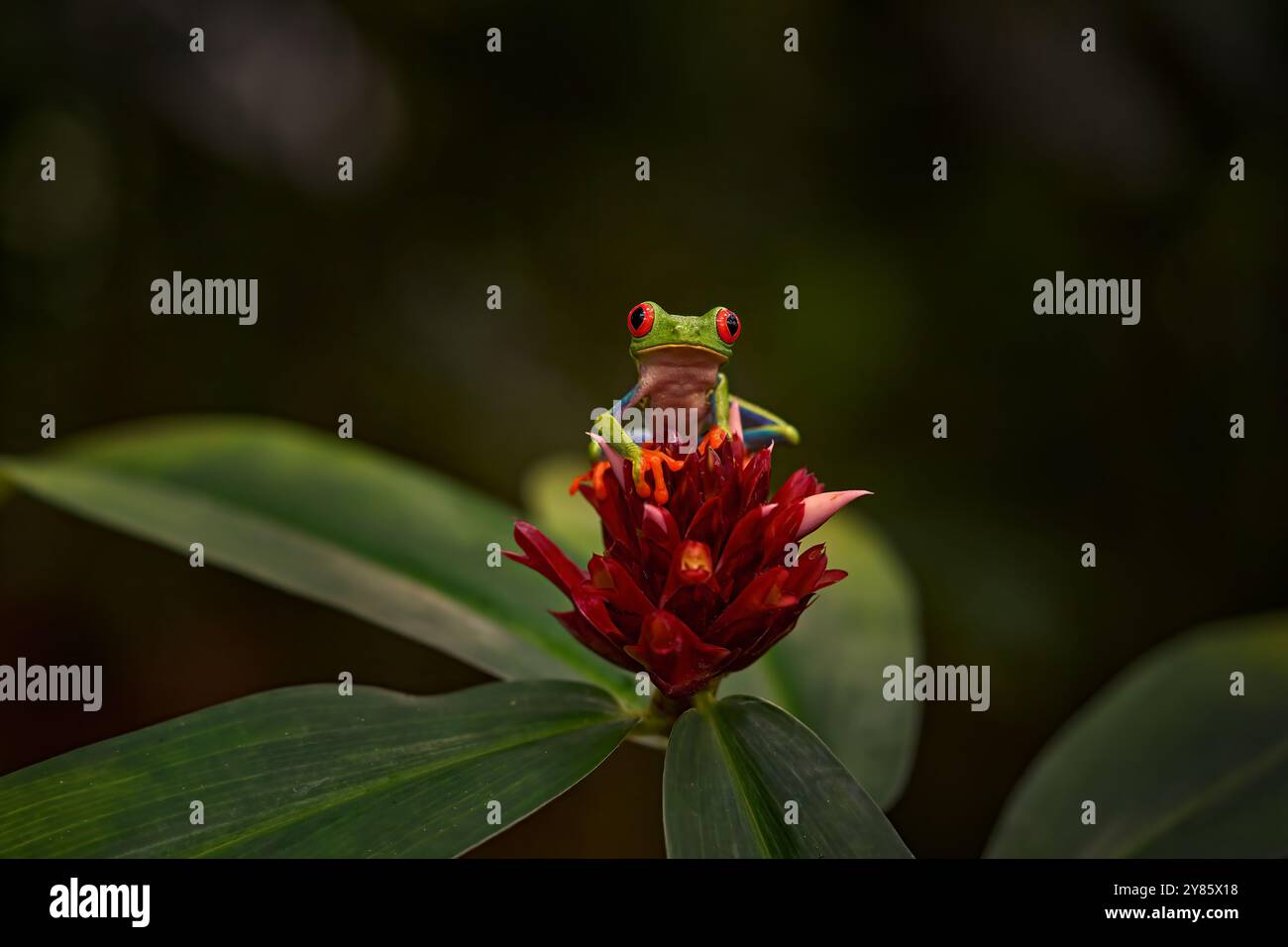 Panama wildlife. Red-eyed Tree Frog, Agalychnis callidryas, Panama ...