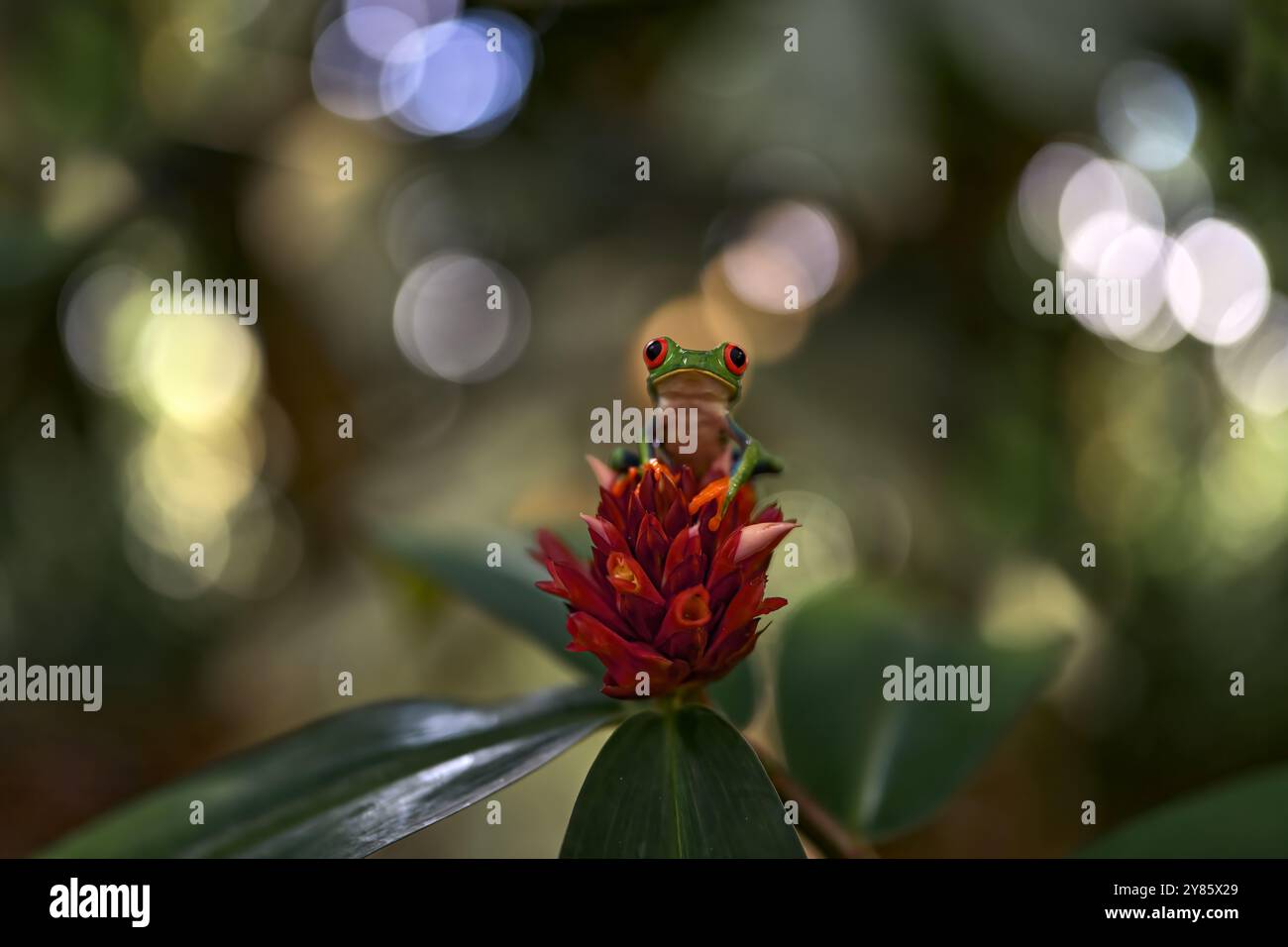 Panama wildlife. Red-eyed Tree Frog, Agalychnis callidryas, Panama ...
