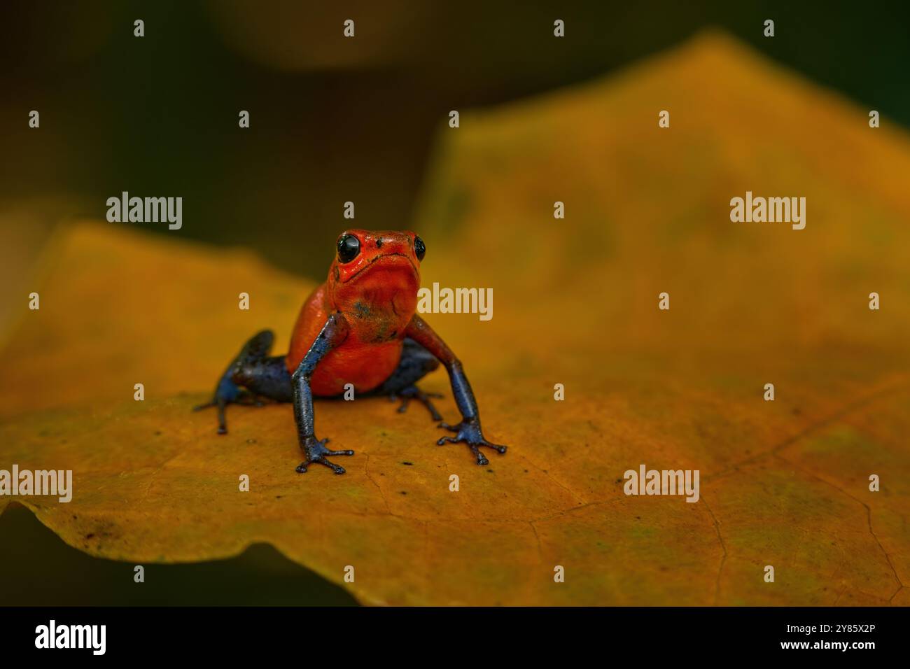 Wildlife jungle. Red-blue Frog in the forest. Red Strawberry poison ...