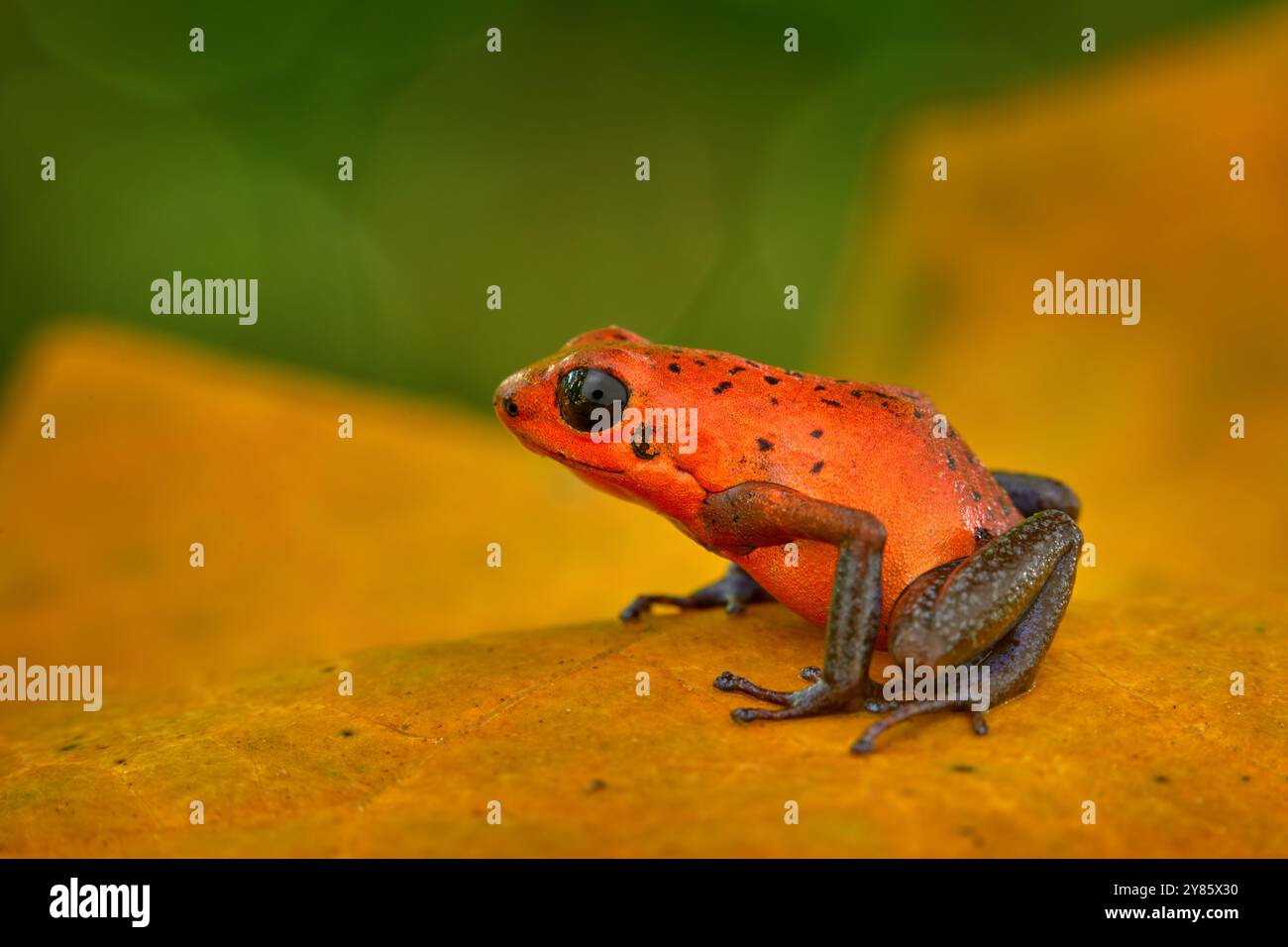 Wildlife jungle. Red-blue Frog in the forest. Red Strawberry poison ...