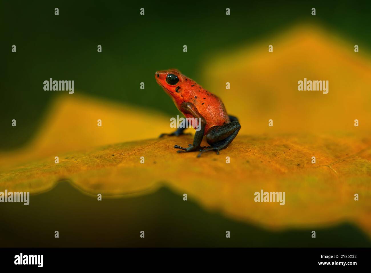 Wildlife jungle. Red-blue Frog in the forest. Red Strawberry poison ...