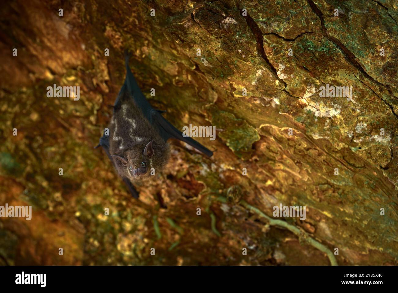 Proboscis bat, Rhynchonycteris naso, on the tree trunk in the tropic ...