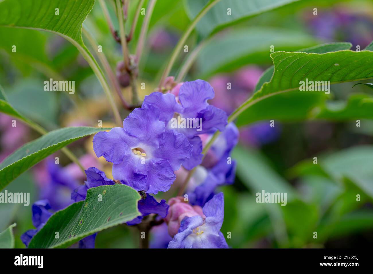 Close up photo of bunch of karvi flowers bloomed which is scientifially ...
