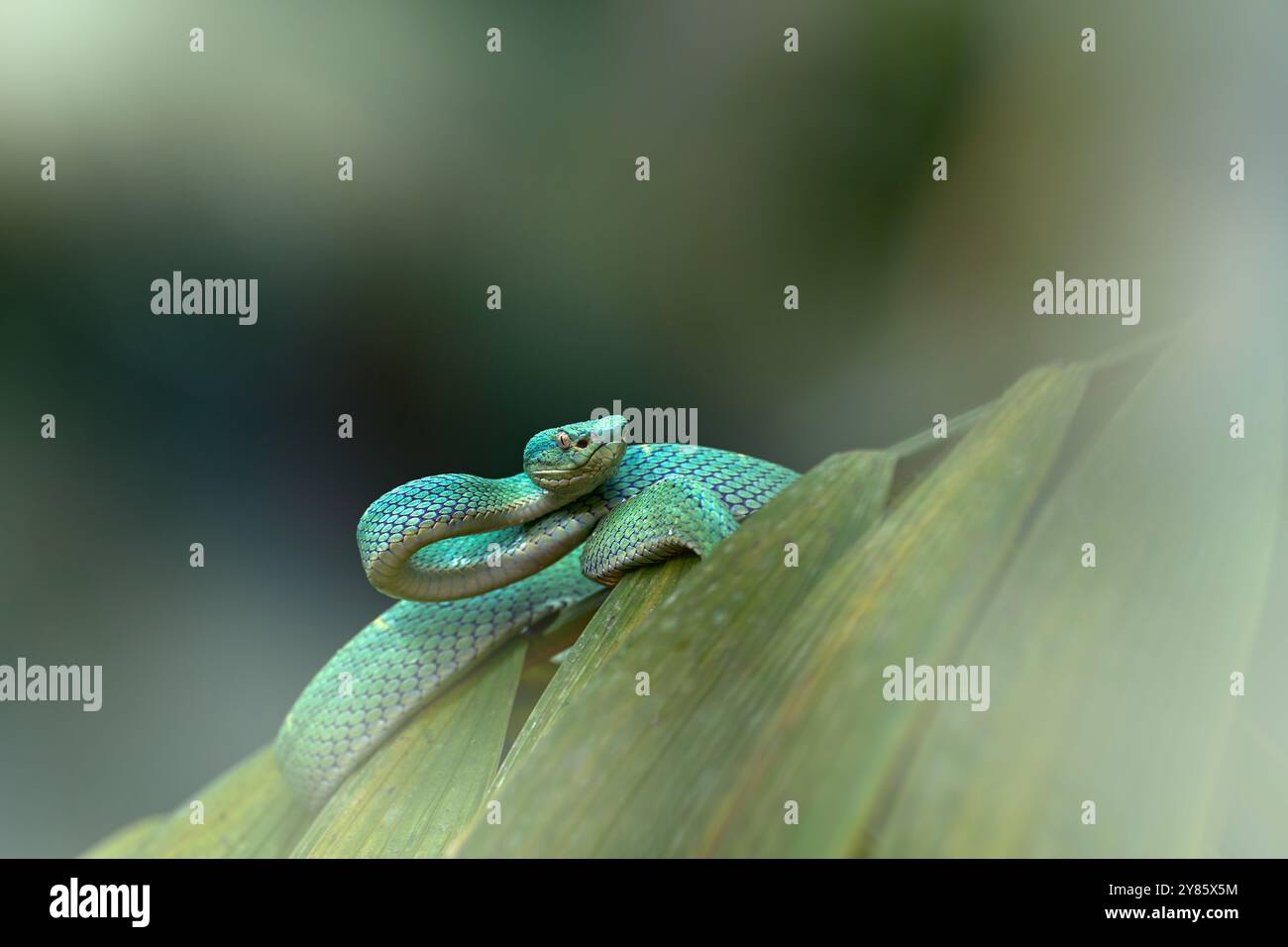 Snake Bothriechis lateralis, Green Side-stripe mountain Palm-Pitviper ...