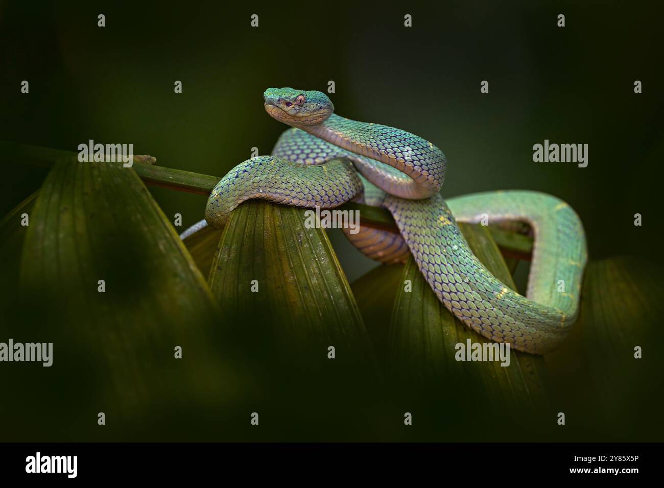 Snake Bothriechis lateralis, Green Side-stripe mountain Palm-Pitviper ...
