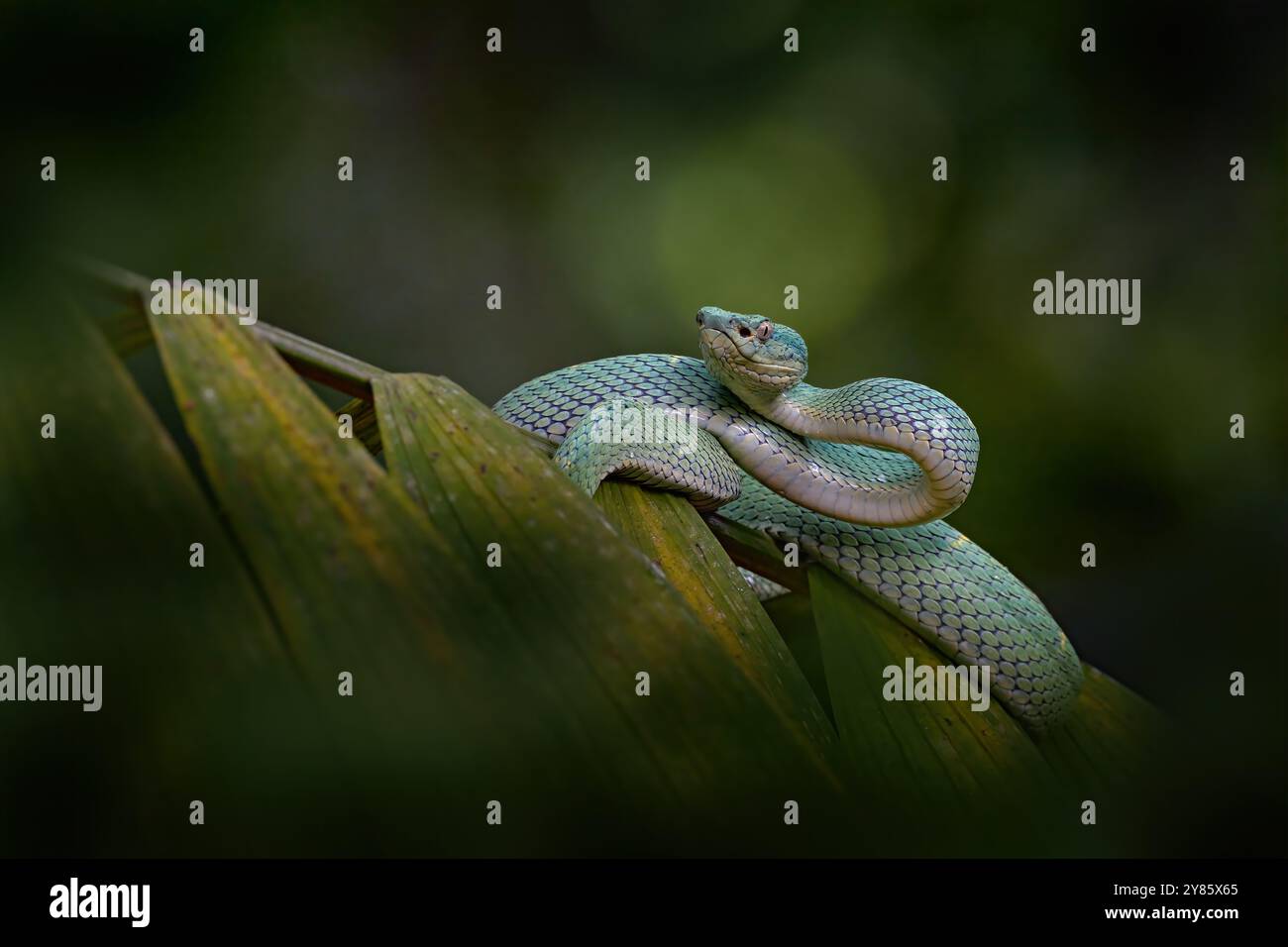 Snake Bothriechis lateralis, Green Side-stripe mountain Palm-Pitviper ...