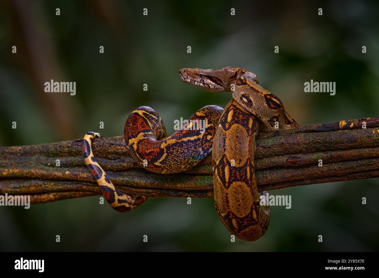 Boa constrictor viper in the wild nature, Costa Rica. Wildlife scene ...