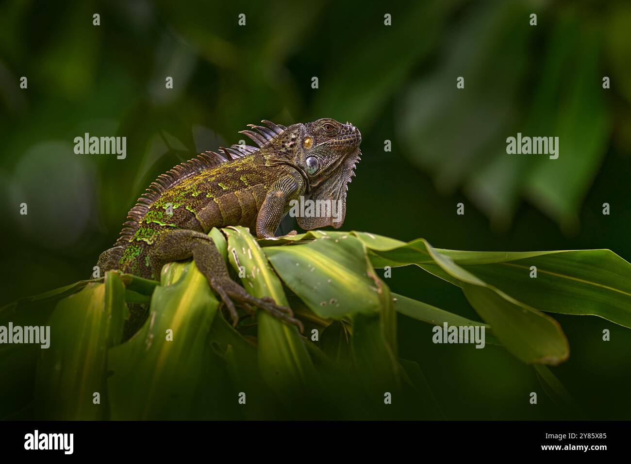 Wildlife nature, big lizard. Portrait of orange iguana in the dark ...