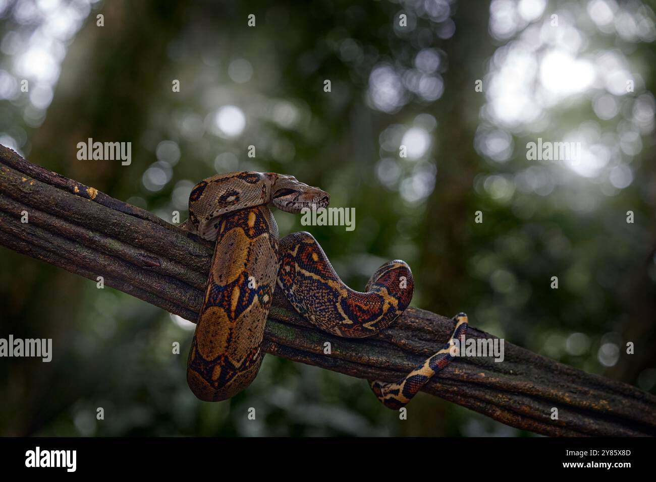 Boa constrictor viper in the wild nature, Costa Rica. Wildlife scene ...
