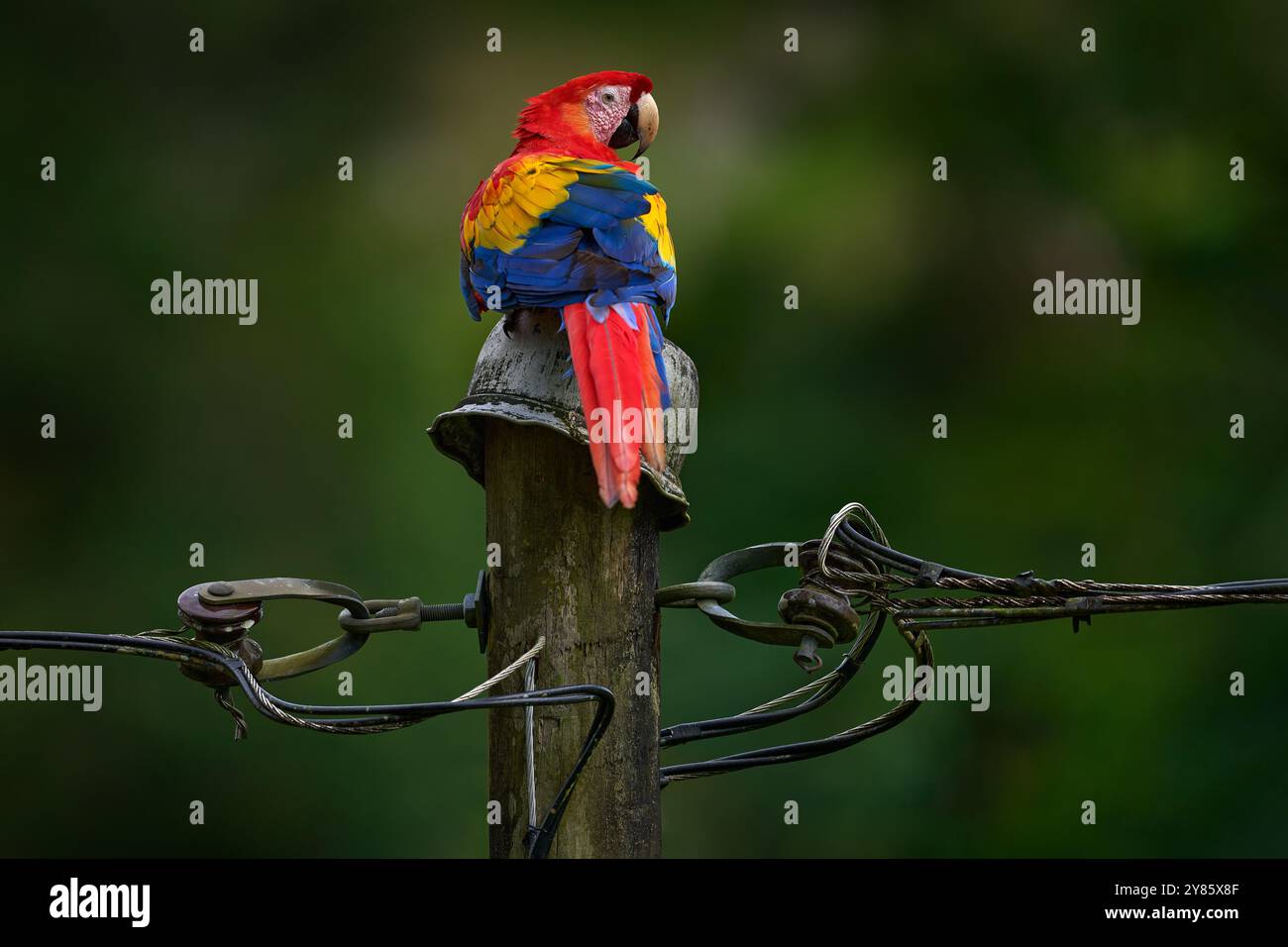 Tropic urban wildlife, big red bird. Big red yellow blue parrot on the ...
