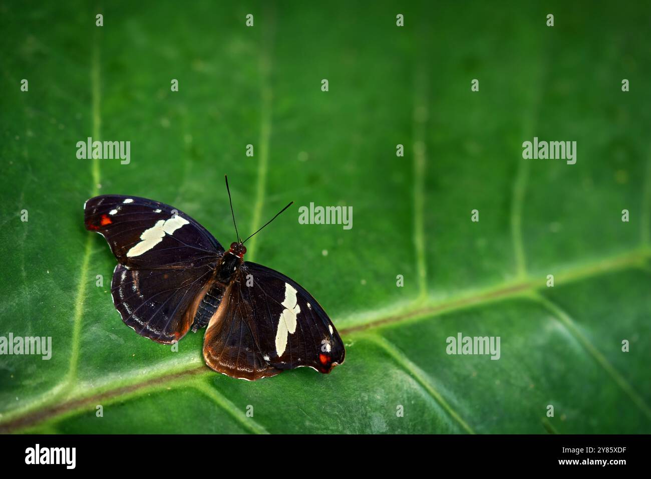 Catonephele numilia, blue-frosted banner, butterfly in the nature ...