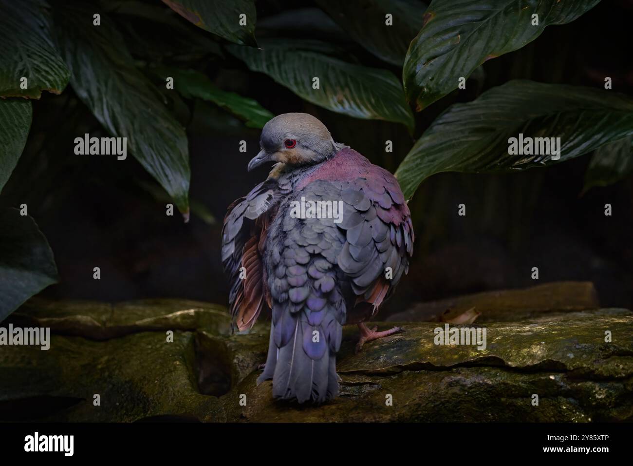 Crested quail-dove, Geotrygon versicolor, pair fo bird in the na ture ...