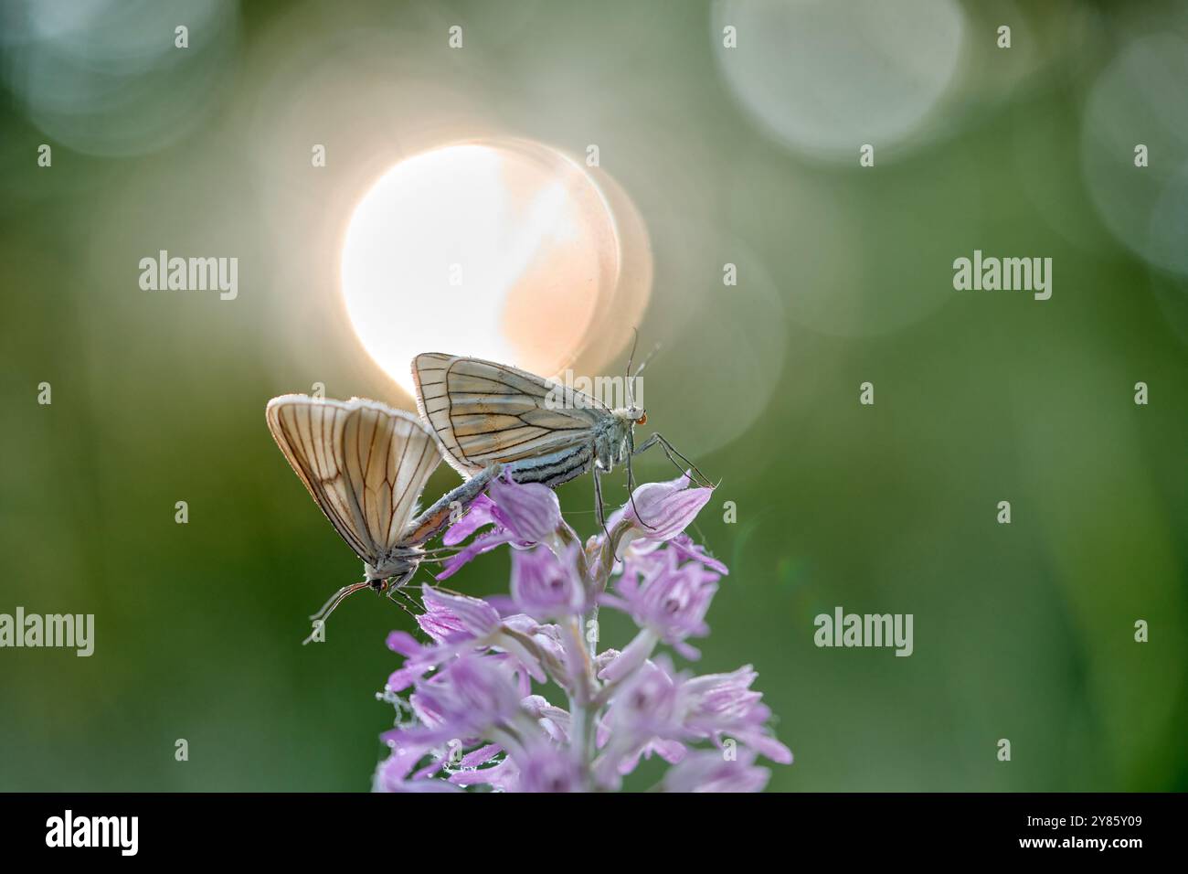 Siona lineata, the black-veined moth butterfly with Orchis militaris ...