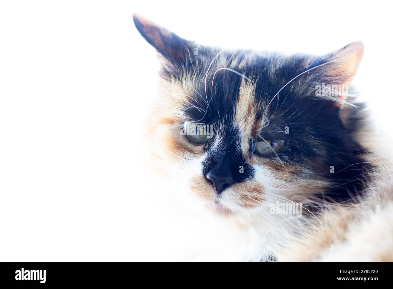 This is a detailed closeup view of a beautiful calico cat, gazing ...