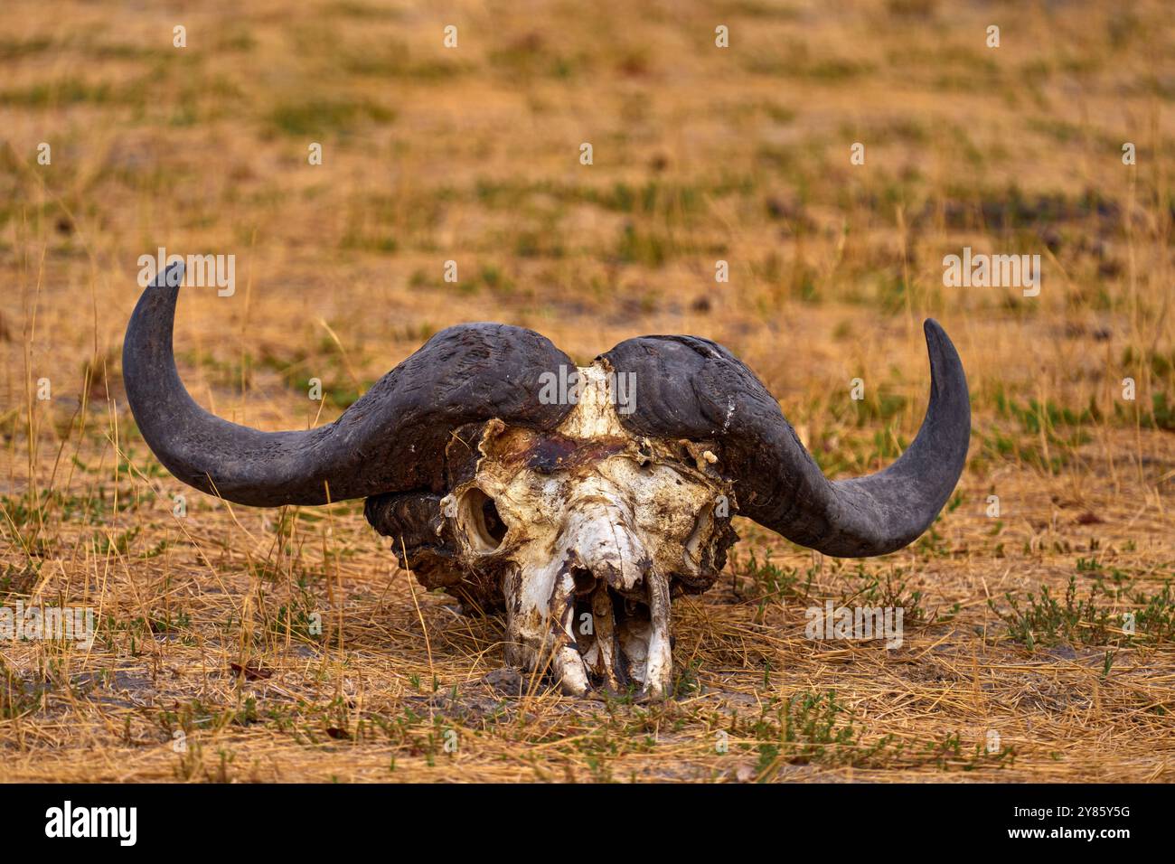Skull head of buffalo skeleton, dry season in Africa, Khwai river ...