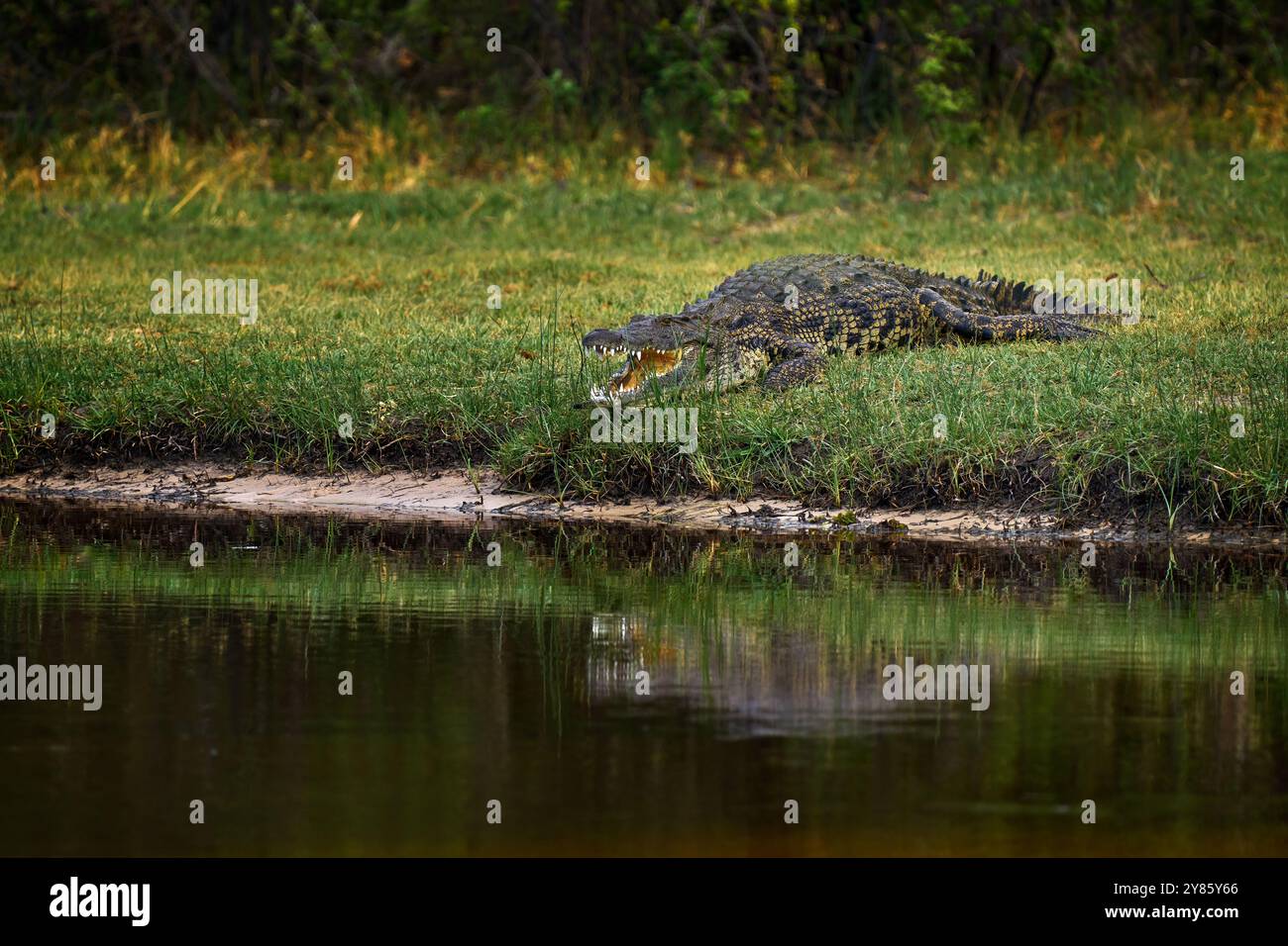 Crocodile with beautiful evening light. Nile crocodile, Crocodylus ...