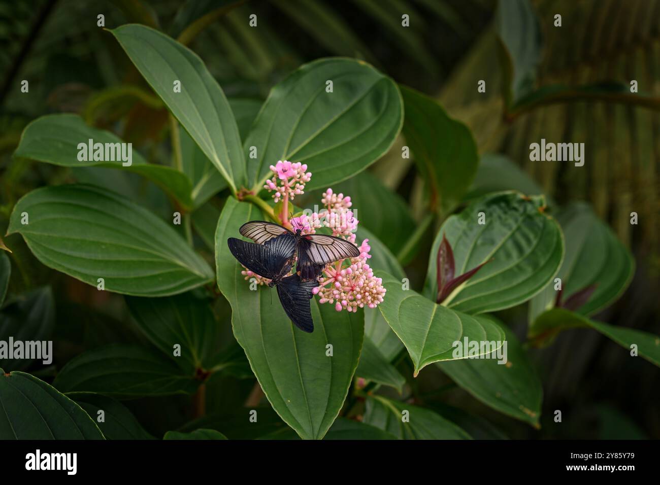 Beautiful black butterfly, Great Mormon, Papilio memnon, resting on the ...
