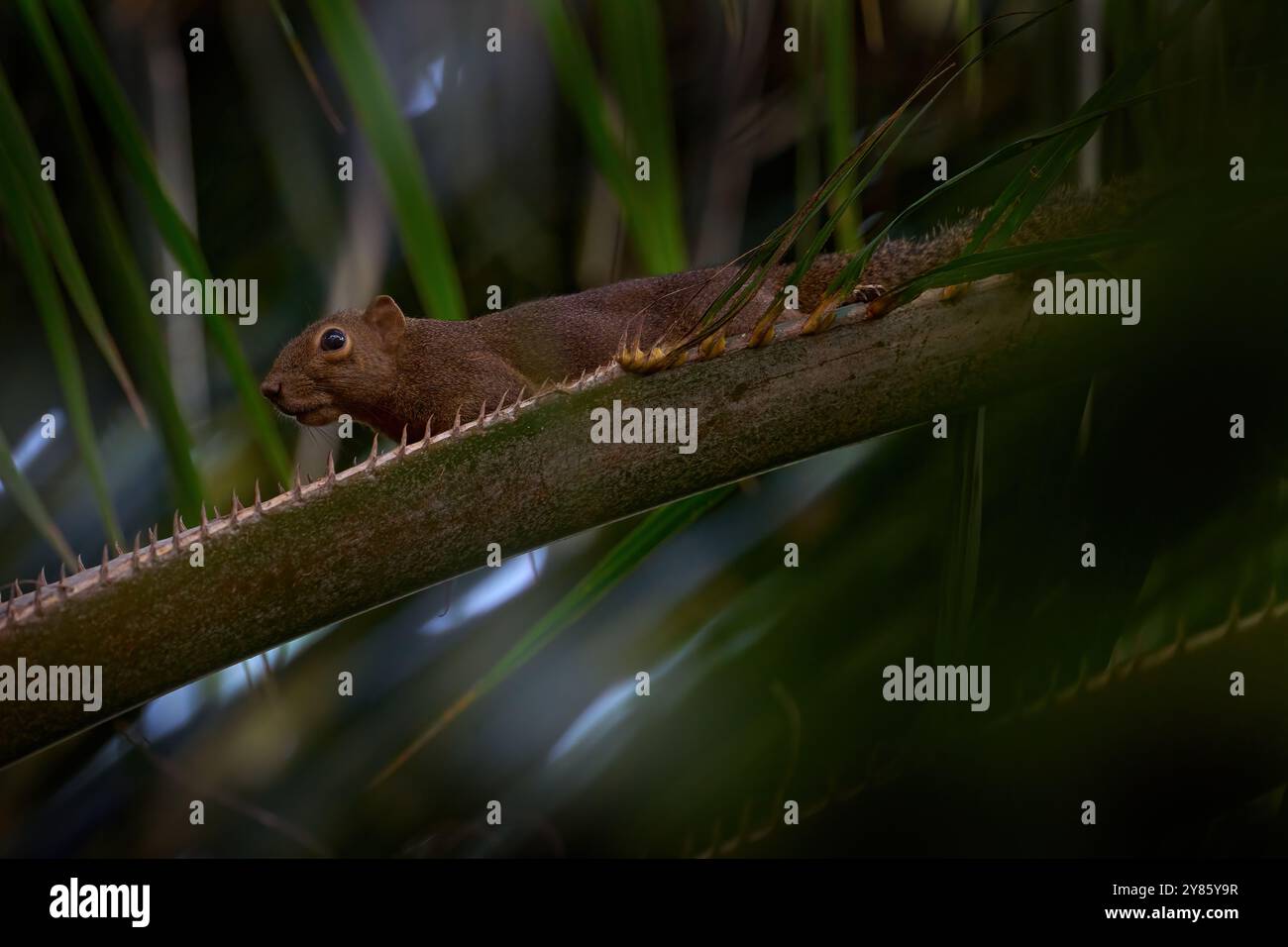 Plantain oriental squirrel, Callosciurus notatus, on the palm tree in ...